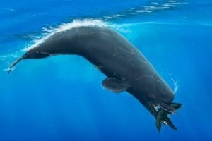 Brygmophyseter | Amigos de los Dinosaurios y la Paleontología