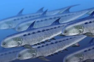 Climatius | Amigos de los Dinosaurios y la Paleontología