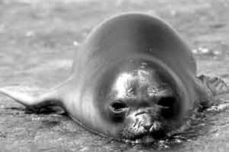 Foca Monje del Caribe | Amigos de los Dinosaurios y la Paleontología