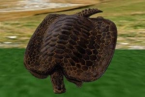 Henodus | Amigos de los Dinosaurios y la Paleontología