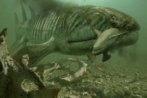 Hynerpeton | Amigos de los Dinosaurios y la Paleontología