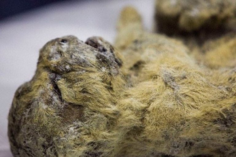 León de las Cavernas | Amigos de los Dinosaurios y la Paleontología