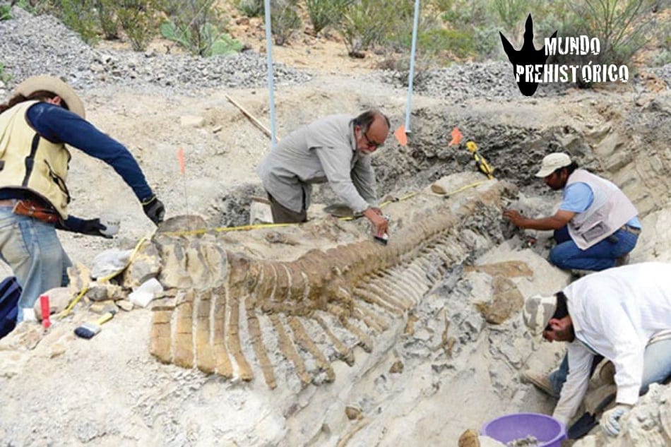 Paleontología | Amigos de los Dinosaurios y la Paleontología