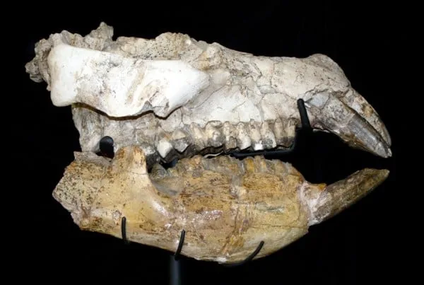 Fauna Paleógeno | Amigos de los Dinosaurios y la Paleontología