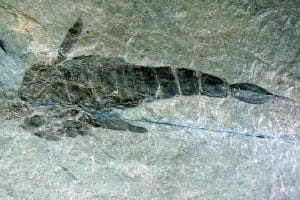 Slimonia | Amigos de los Dinosaurios y la Paleontología