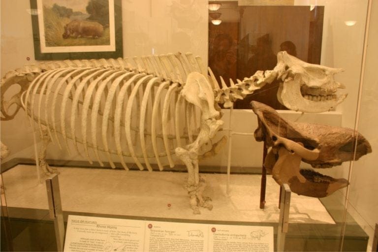 Teleoceras | Amigos de los Dinosaurios y la Paleontología